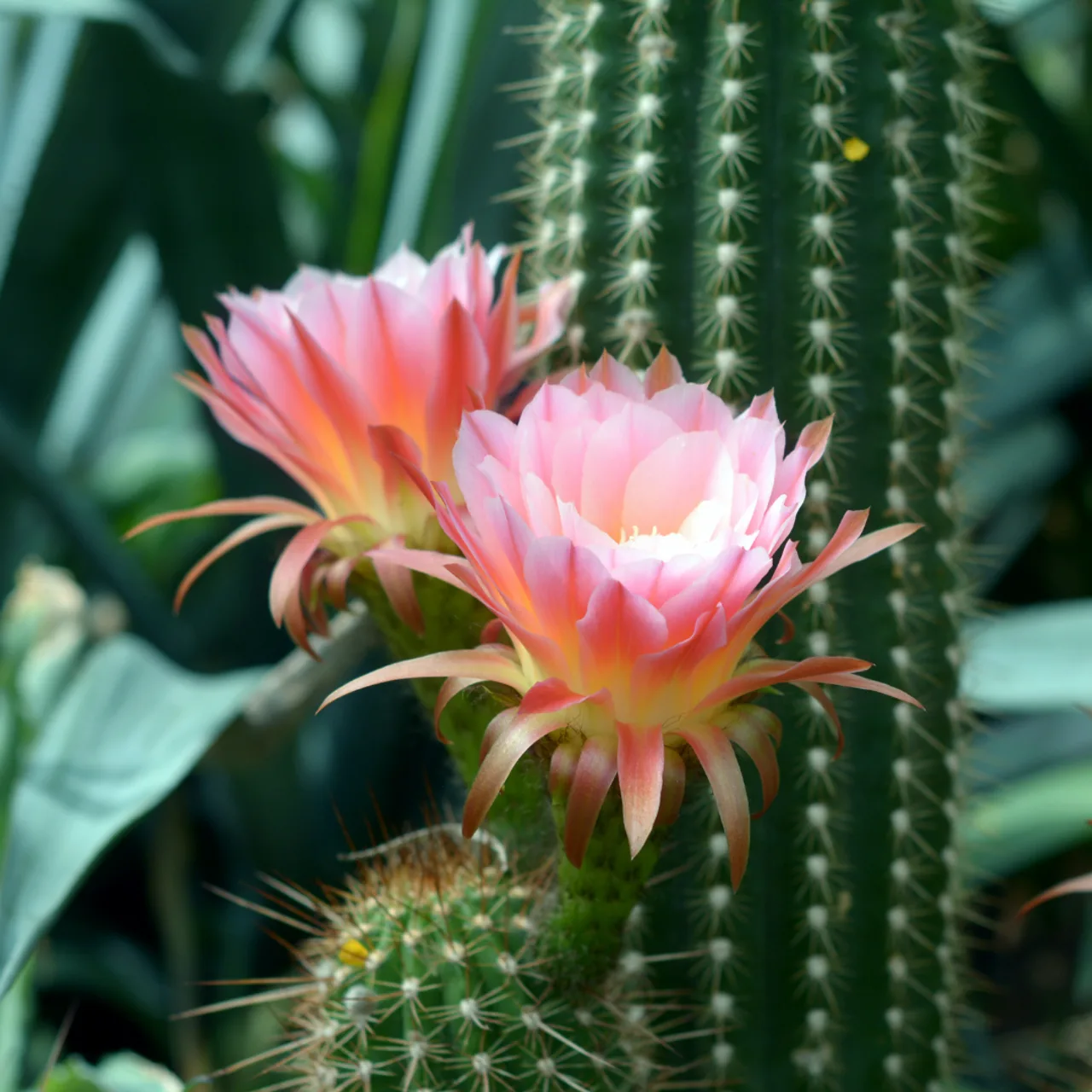 Charles "Chuck" Staples | Hamiltons Funeral Home