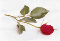 Norberto Zuniga | Hamiltons Funeral Home